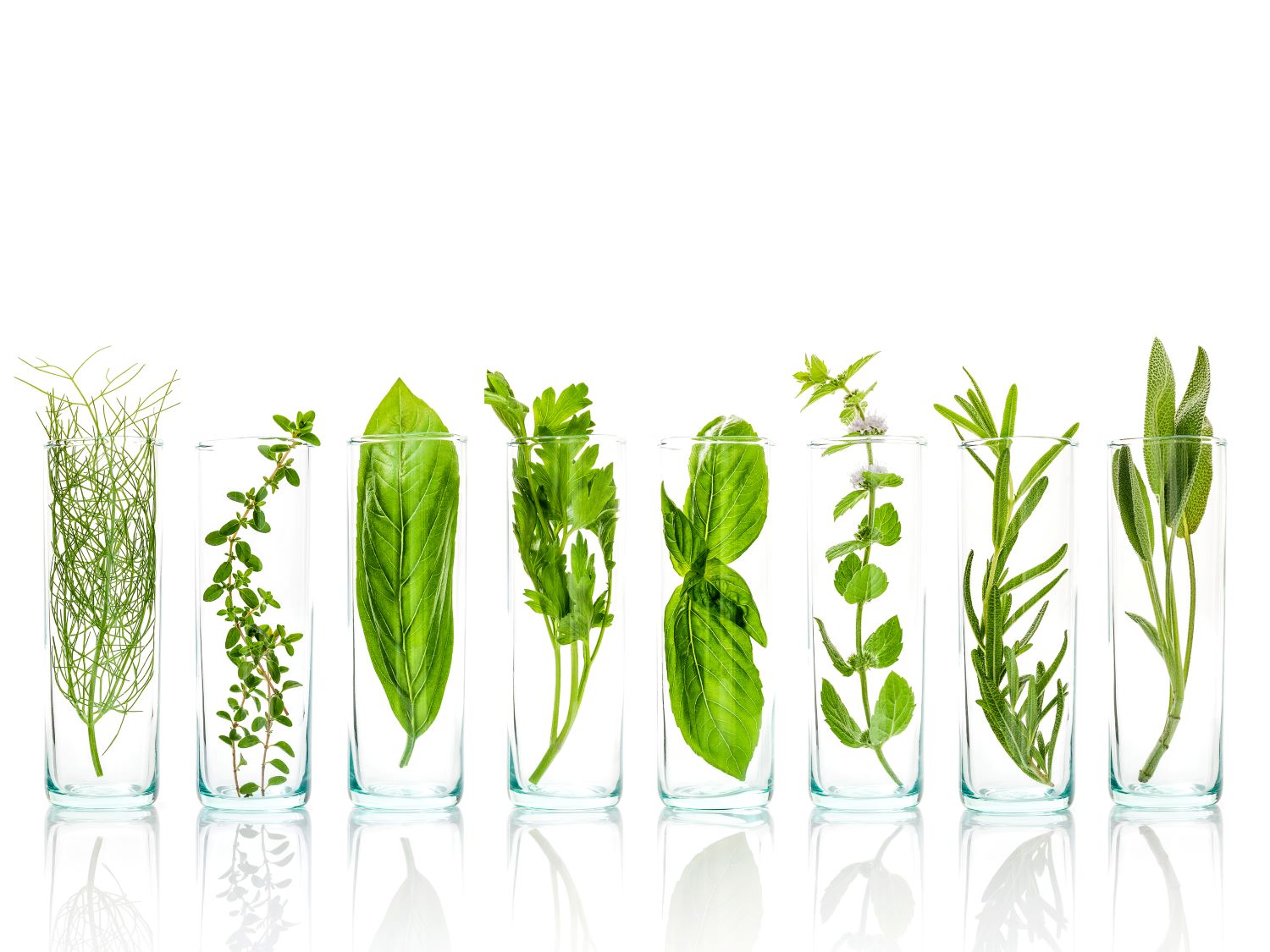 Plant Extracts – Alchemme